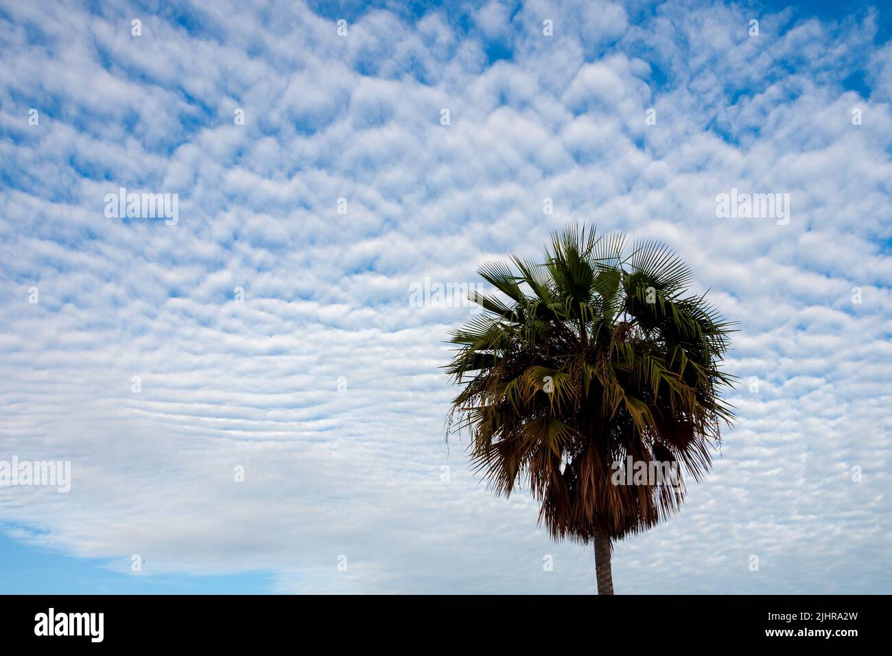 carnauba palm or copernicia prunifera or carnaubeira Stock Photo - Alamy