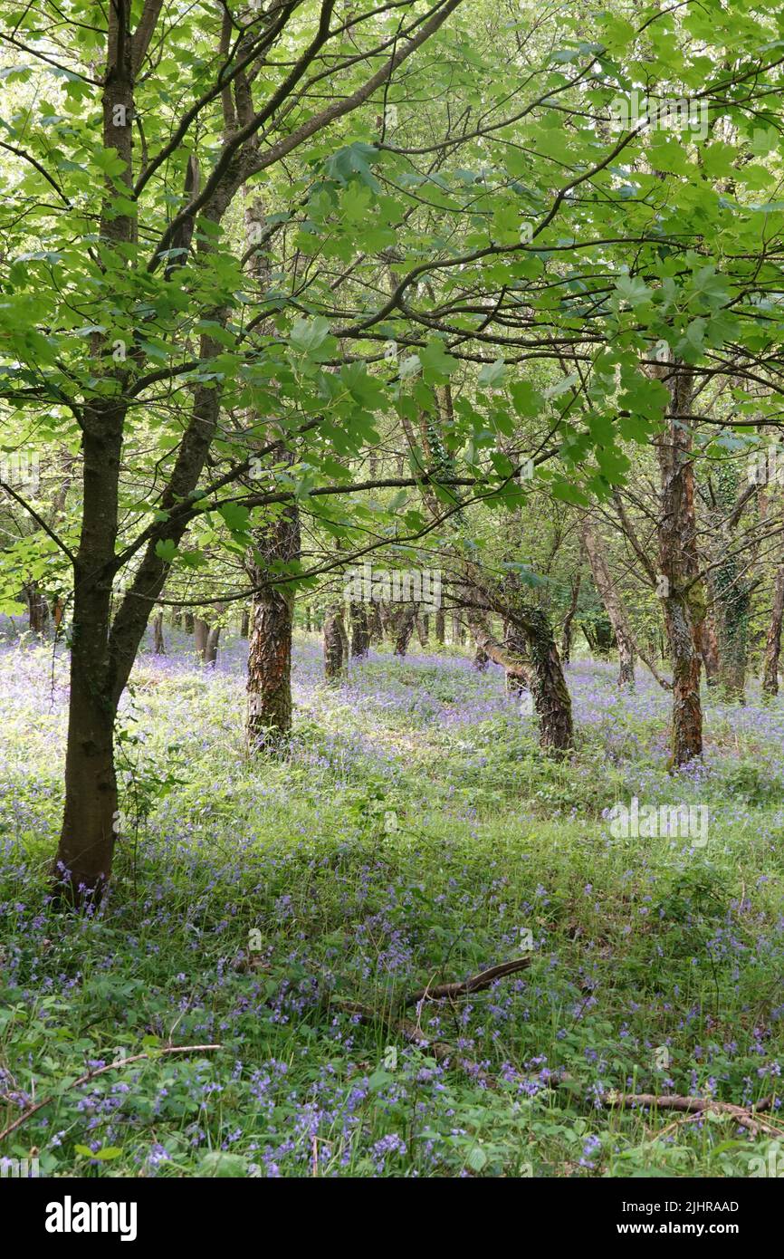 Bluebell Wood 2 Stock Photo - Alamy