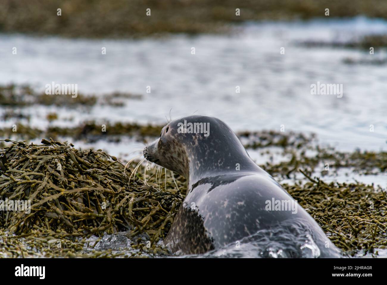 Seals, sea lions sunbathing in Ytri Tunga beach in Snaefellsnes ...