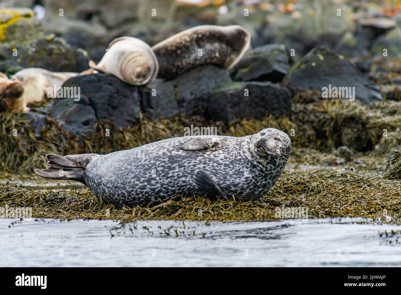 Seals, sea lions sunbathing in Ytri Tunga beach in Snaefellsnes ...