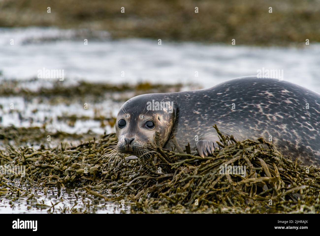 Seals, sea lions sunbathing in Ytri Tunga beach in Snaefellsnes ...