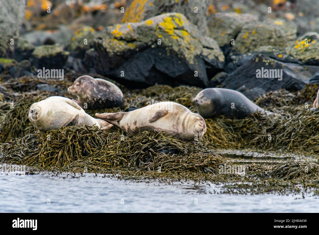 Seals, sea lions sunbathing in Ytri Tunga beach in Snaefellsnes ...