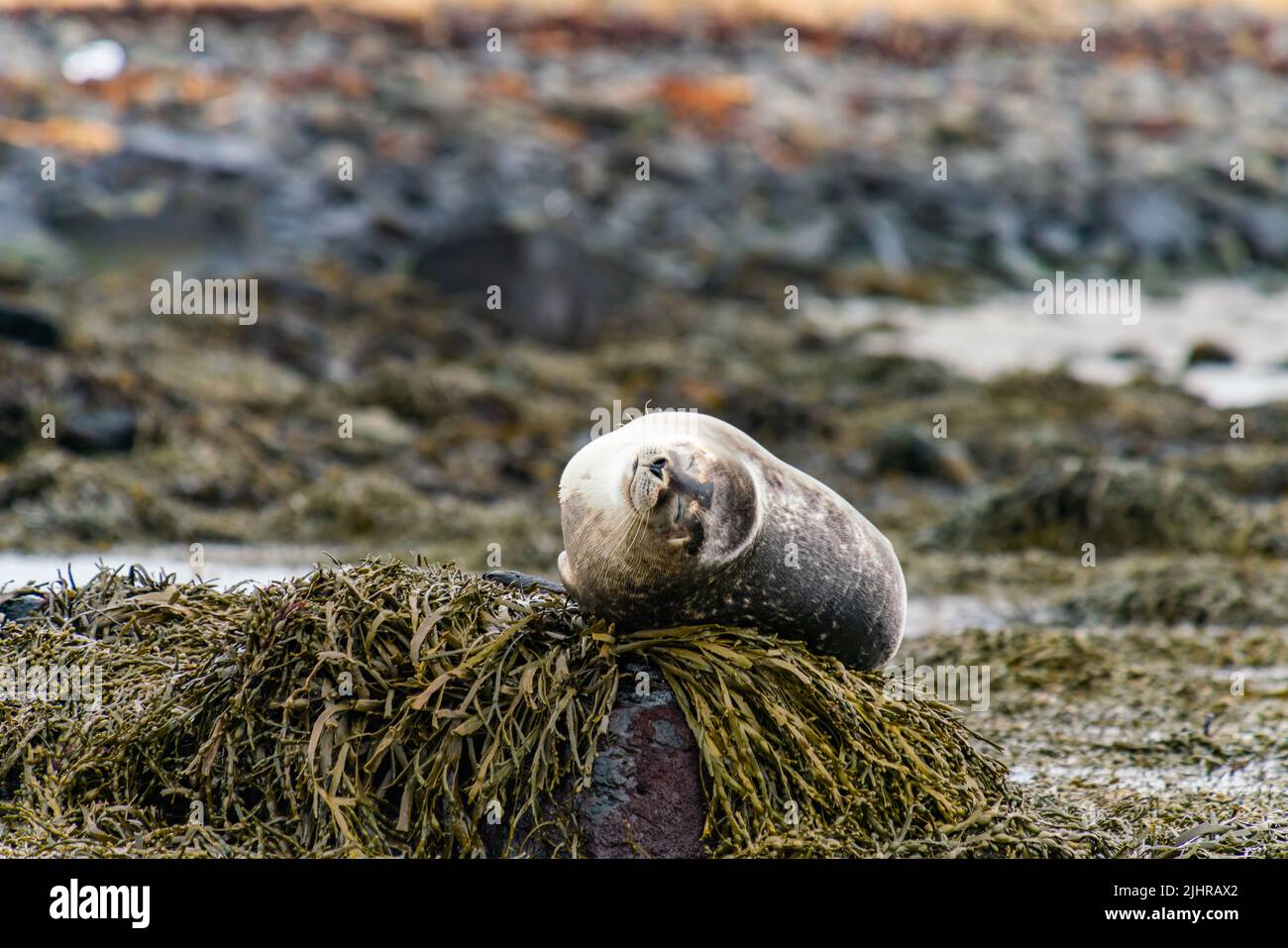 Seals, sea lions sunbathing in Ytri Tunga beach in Snaefellsnes ...