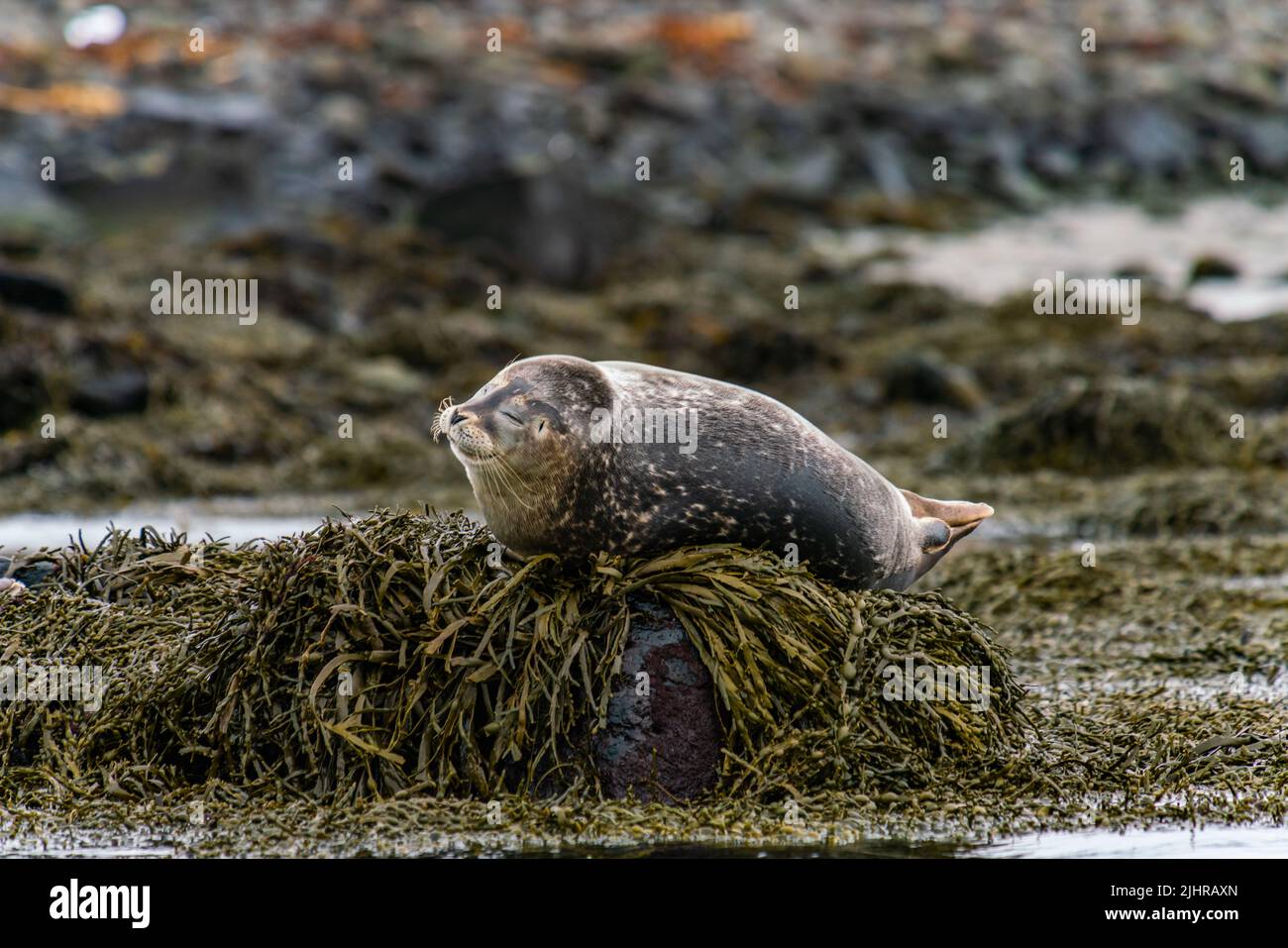 Seals, sea lions sunbathing in Ytri Tunga beach in Snaefellsnes ...