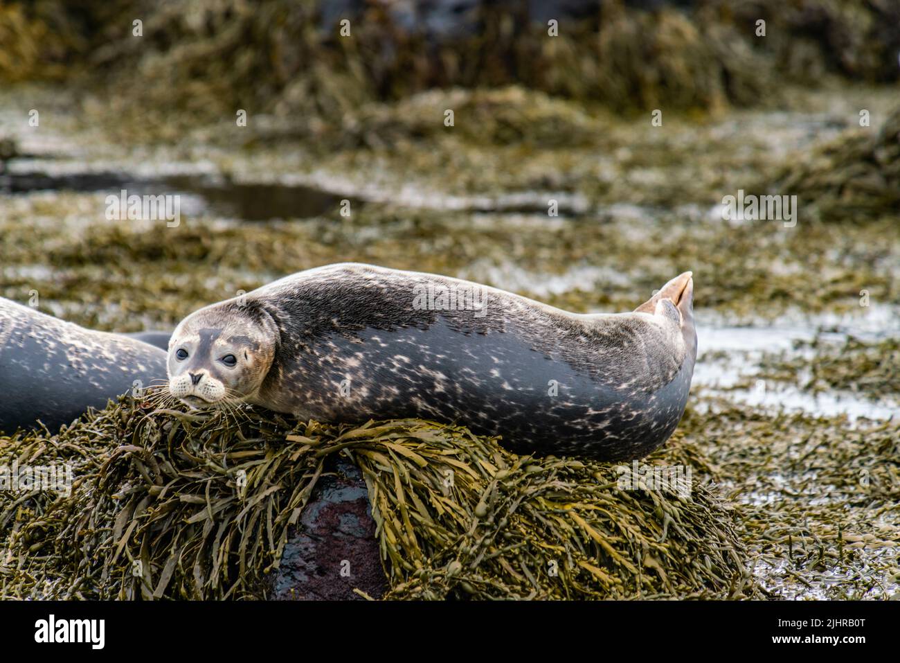 Seals, sea lions sunbathing in Ytri Tunga beach in Snaefellsnes ...