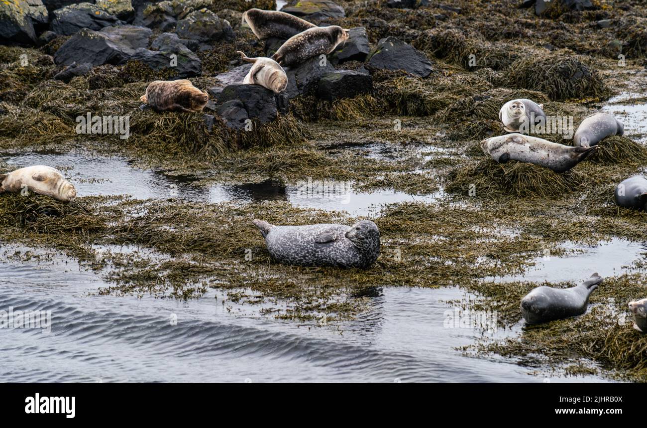 Seals, sea lions sunbathing in Ytri Tunga beach in Snaefellsnes ...