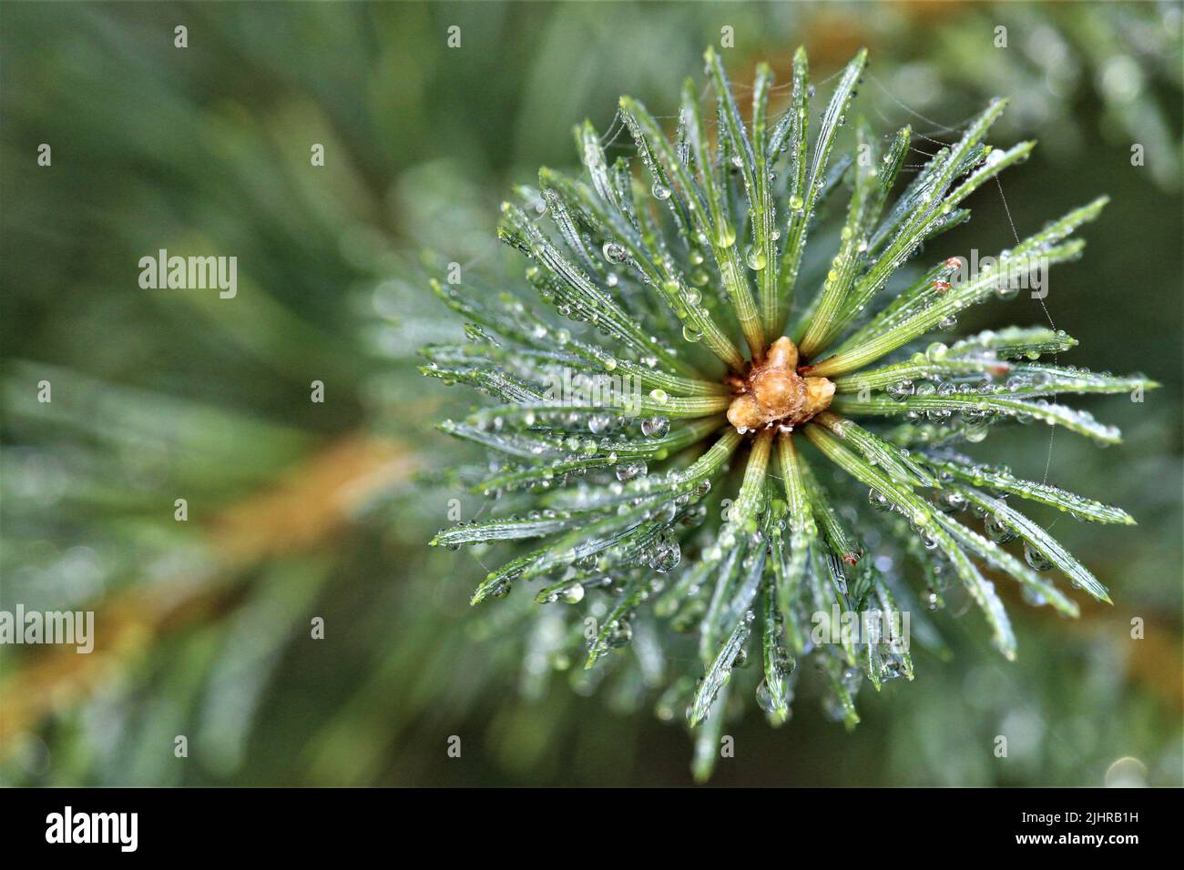 The beautiful nature of Latvia Stock Photo - Alamy
