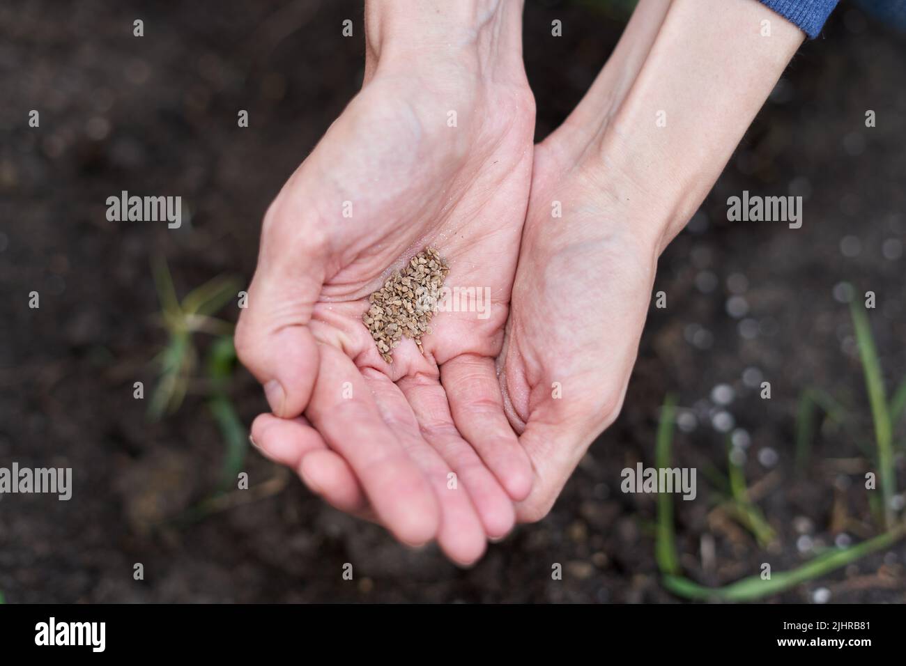 Top view of hands with a raw of seeds in a vegetable garden Stock Photo ...
