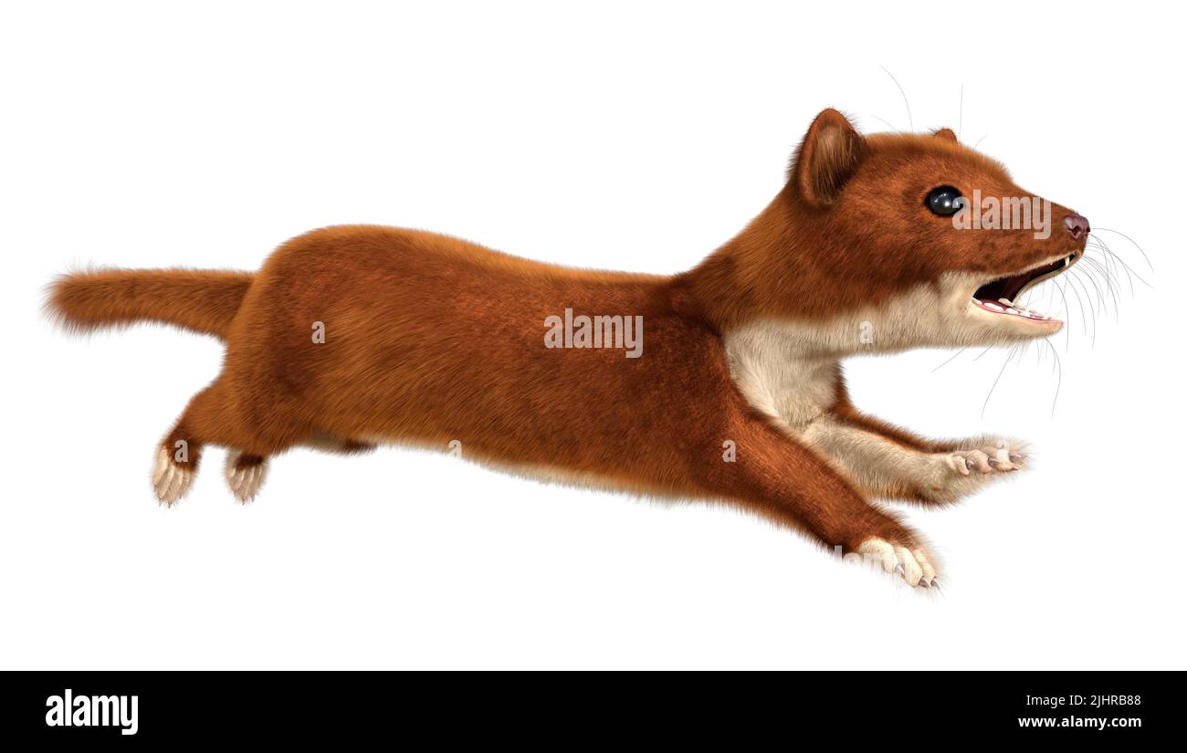 3D rendering of a brown weasel isolated on white background Stock Photo ...