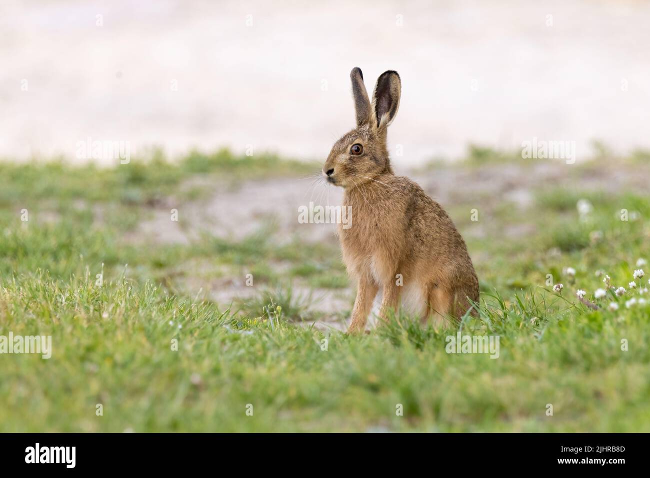 Long hare ears hi-res stock photography and images - Alamy