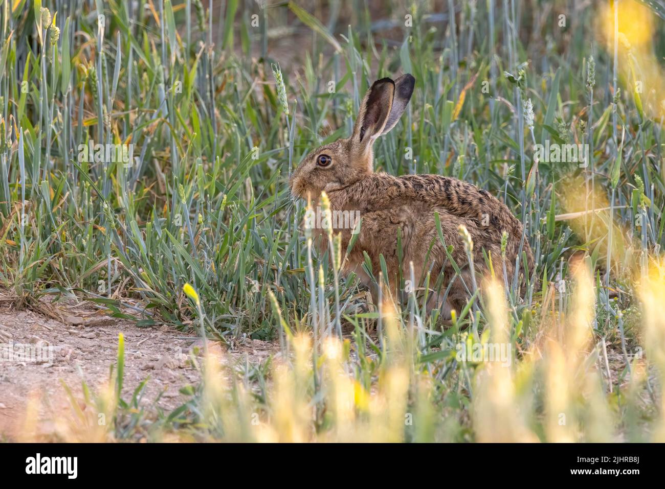 Long hare ears hi-res stock photography and images - Alamy