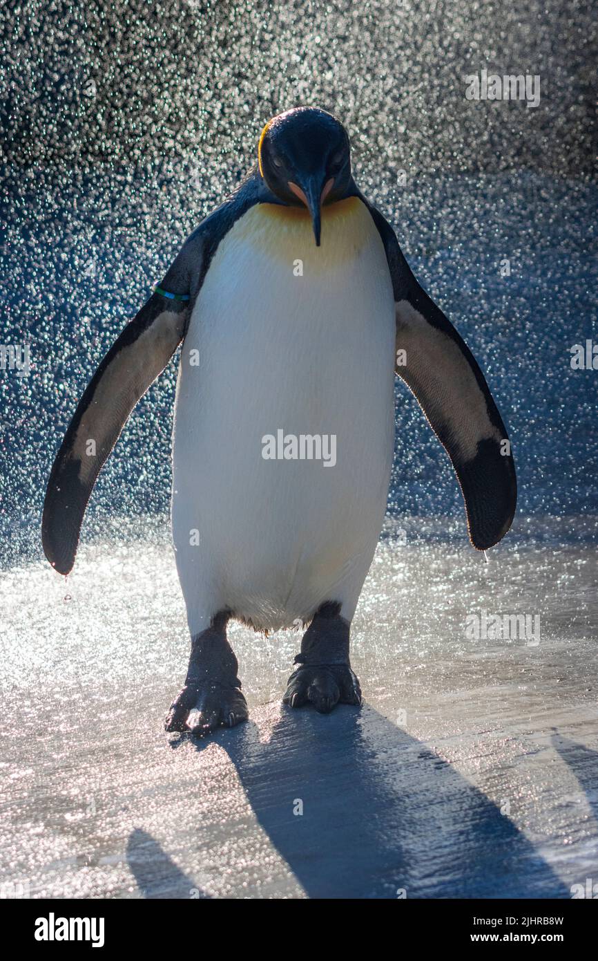 emperor penguin at edinburgh zoo Stock Photo - Alamy