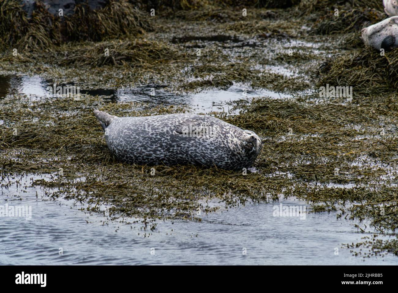 Seals, sea lions sunbathing in Ytri Tunga beach in Snaefellsnes ...
