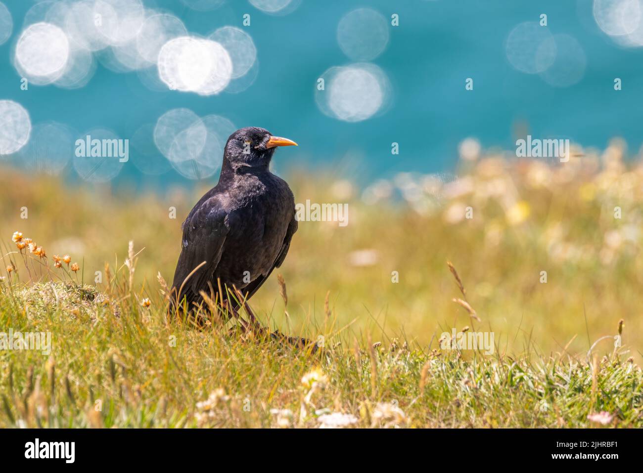 Juvenile red wing black bird hi-res stock photography and images - Alamy