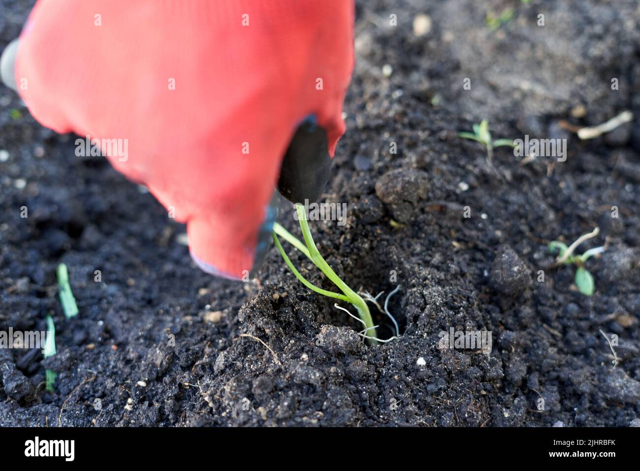 Planting a stem cutting hi-res stock photography and images - Alamy