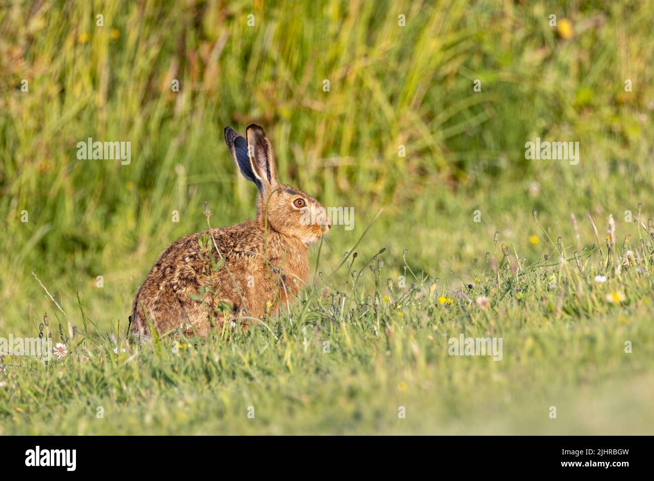 Golden black hare hi-res stock photography and images - Alamy