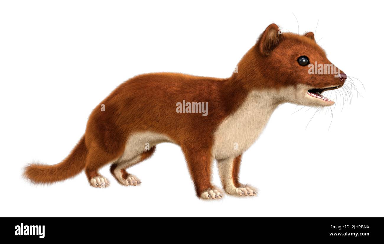 3D rendering of a brown weasel isolated on white background Stock Photo ...