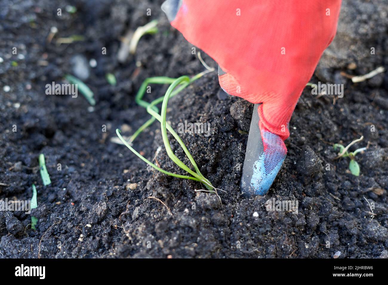 Planting a stem cutting hi-res stock photography and images - Alamy