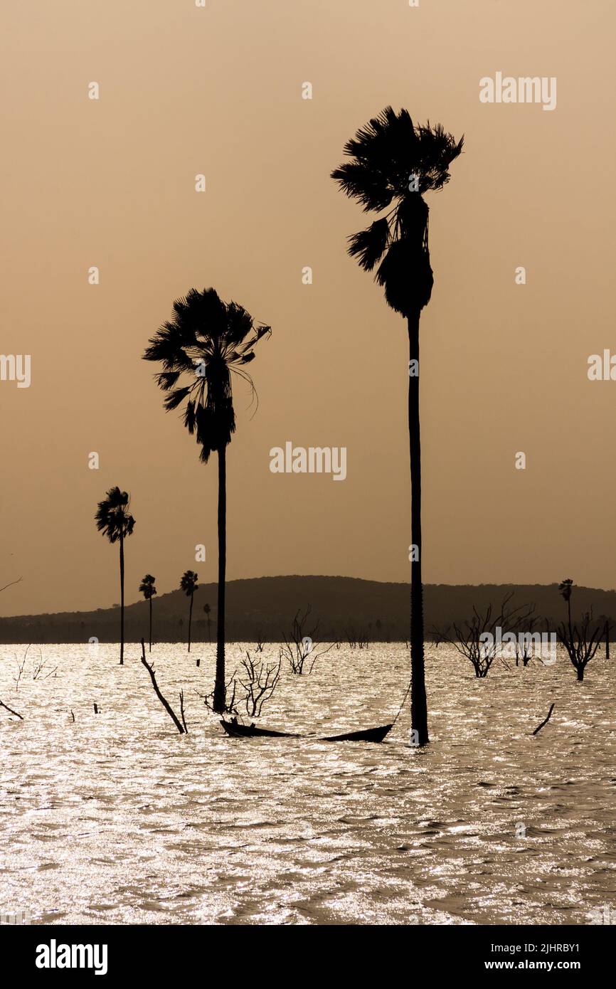 carnauba trees in piató lagoon, assu, rio grande do norte state, brazil ...