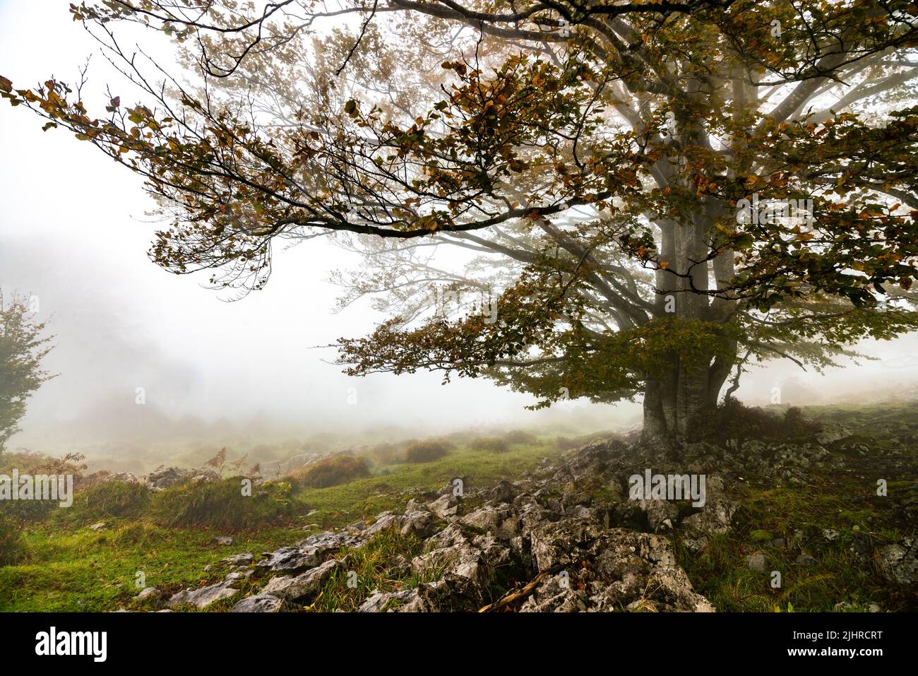 The fall of the leaves colors the autumn season in the forest ...