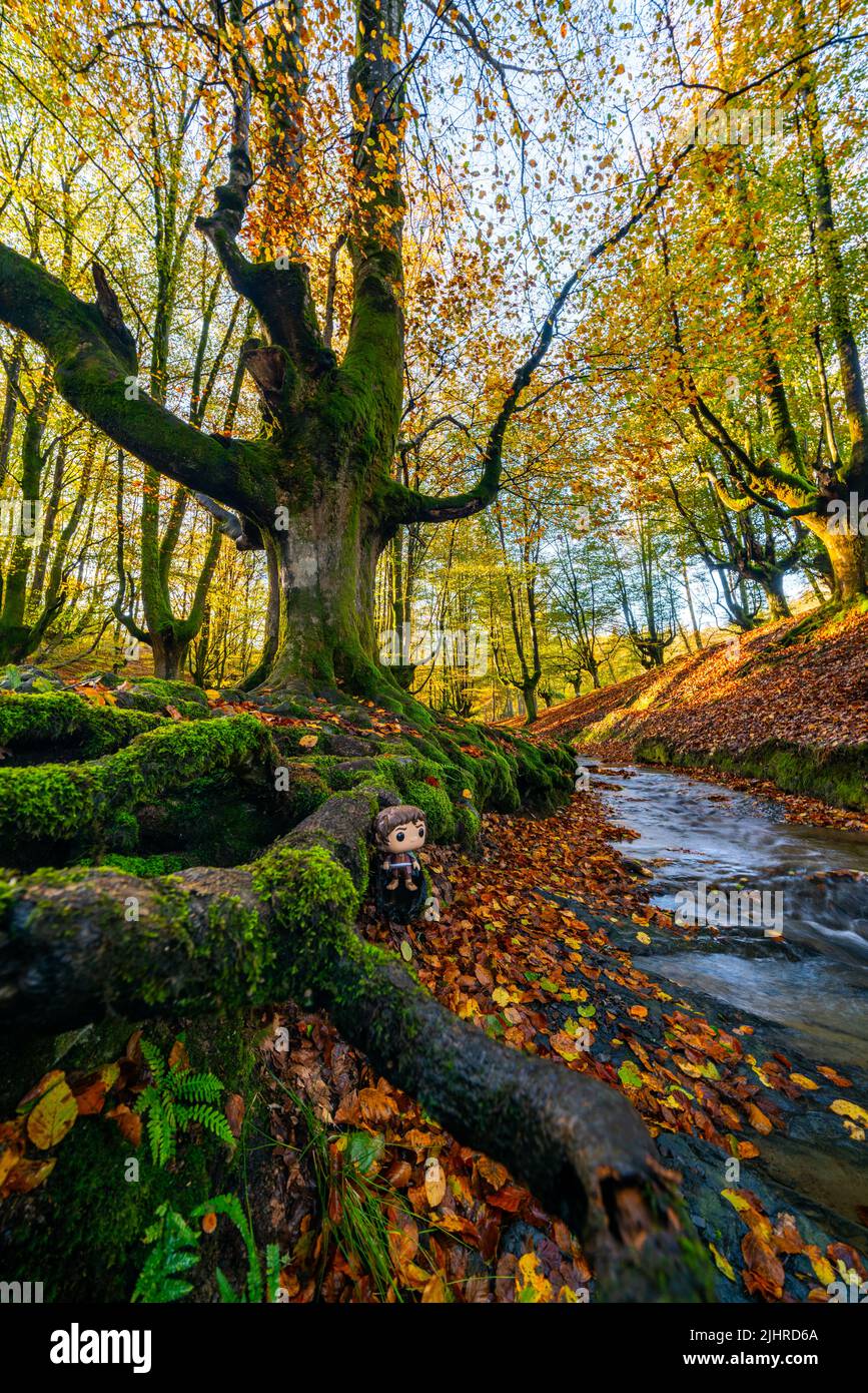 Mysterious Otzarreta forest. Gorbea natural park, Basque Country, Spain ...
