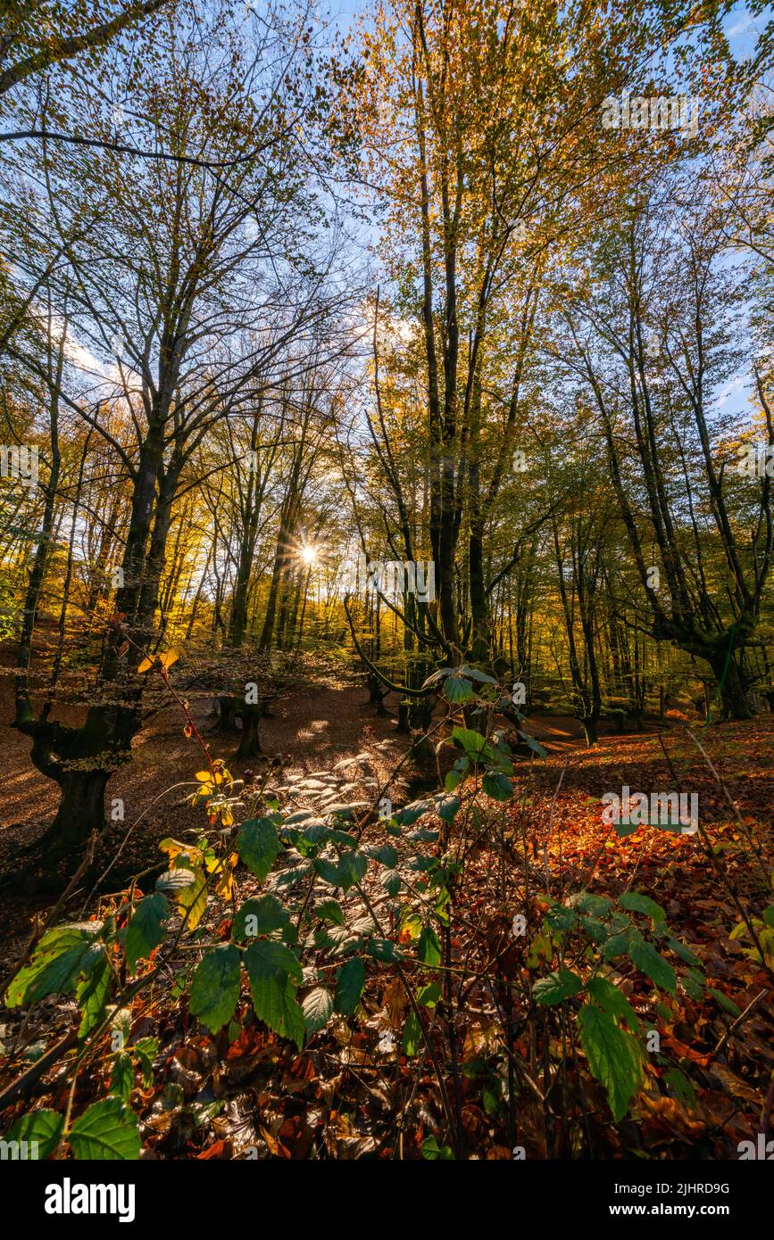 Otzarreta forest in Gorbea Natural Park. Bizkaia, Basque Country Stock ...