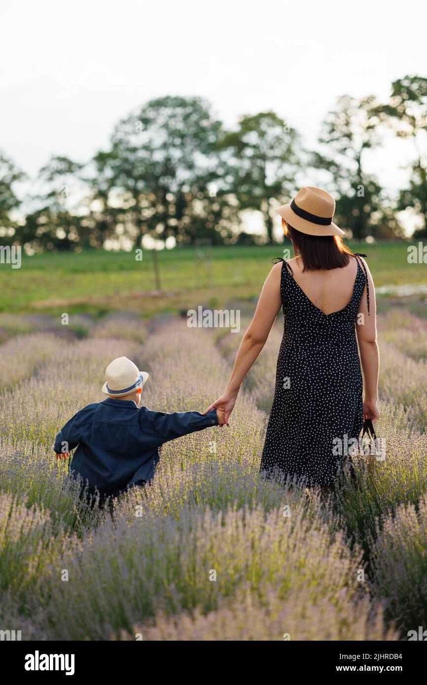 Woman walks with her little son hand in hand through a lavender field ...