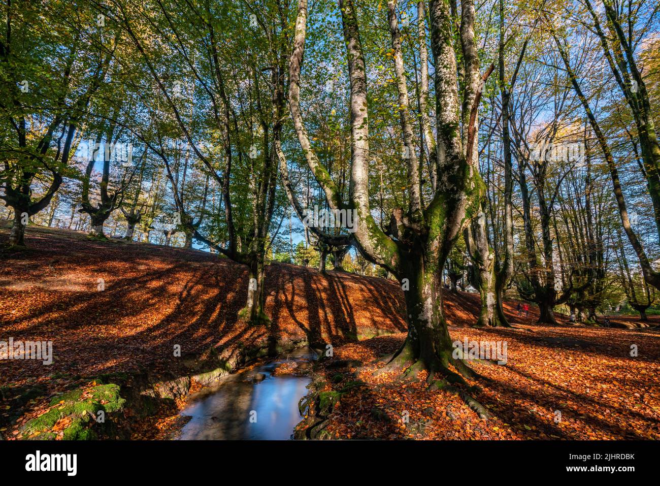 Mysterious Otzarreta forest. Gorbea natural park, Basque Country, Spain ...