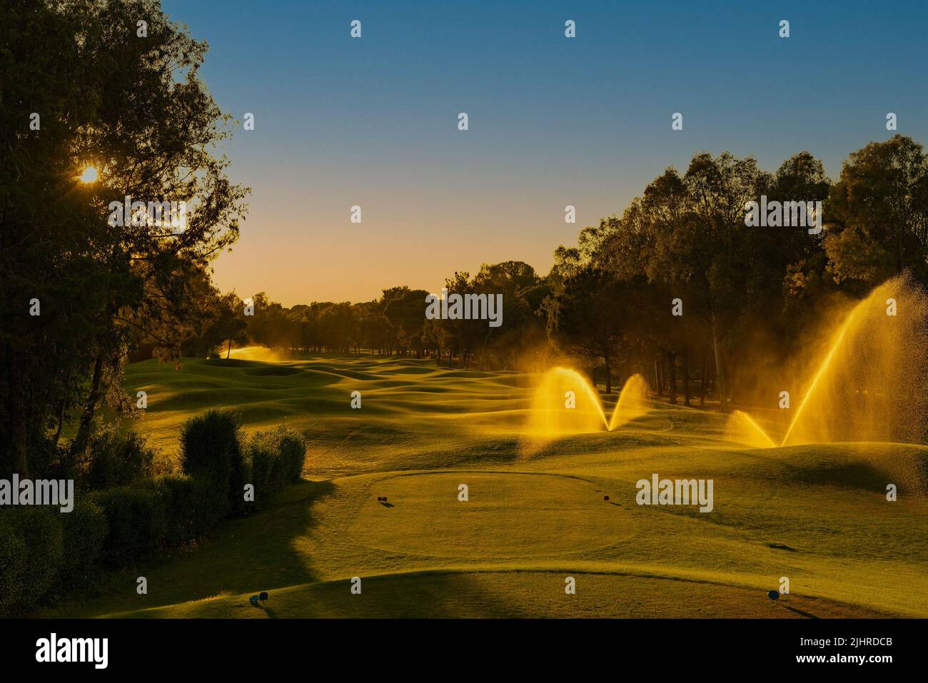 Watering grass in golf course at sunset . Golf field with pines Stock ...