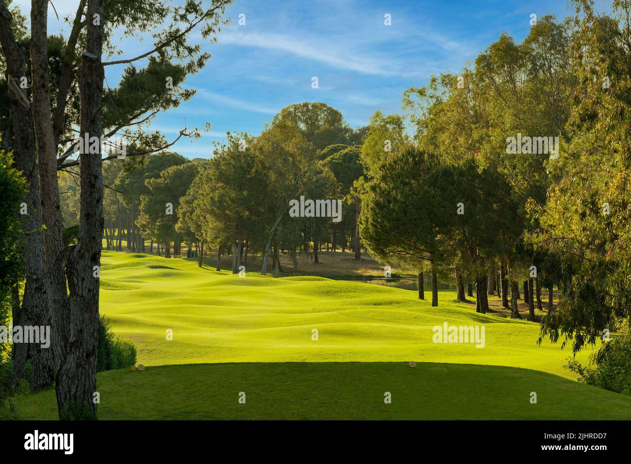 Golf field with fairway, lake and pine-trees Stock Photo - Alamy