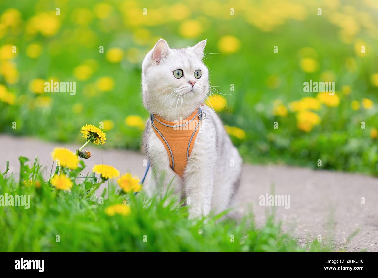 a cute white cat sits on the grass with yellow dandelions, in spring ...