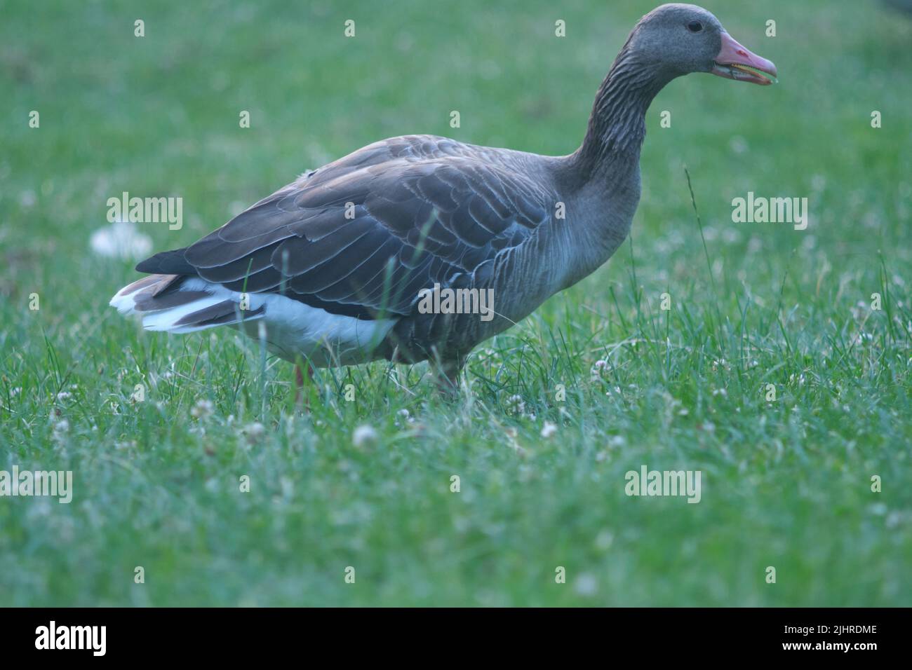 Duck in the grass Stock Photo - Alamy