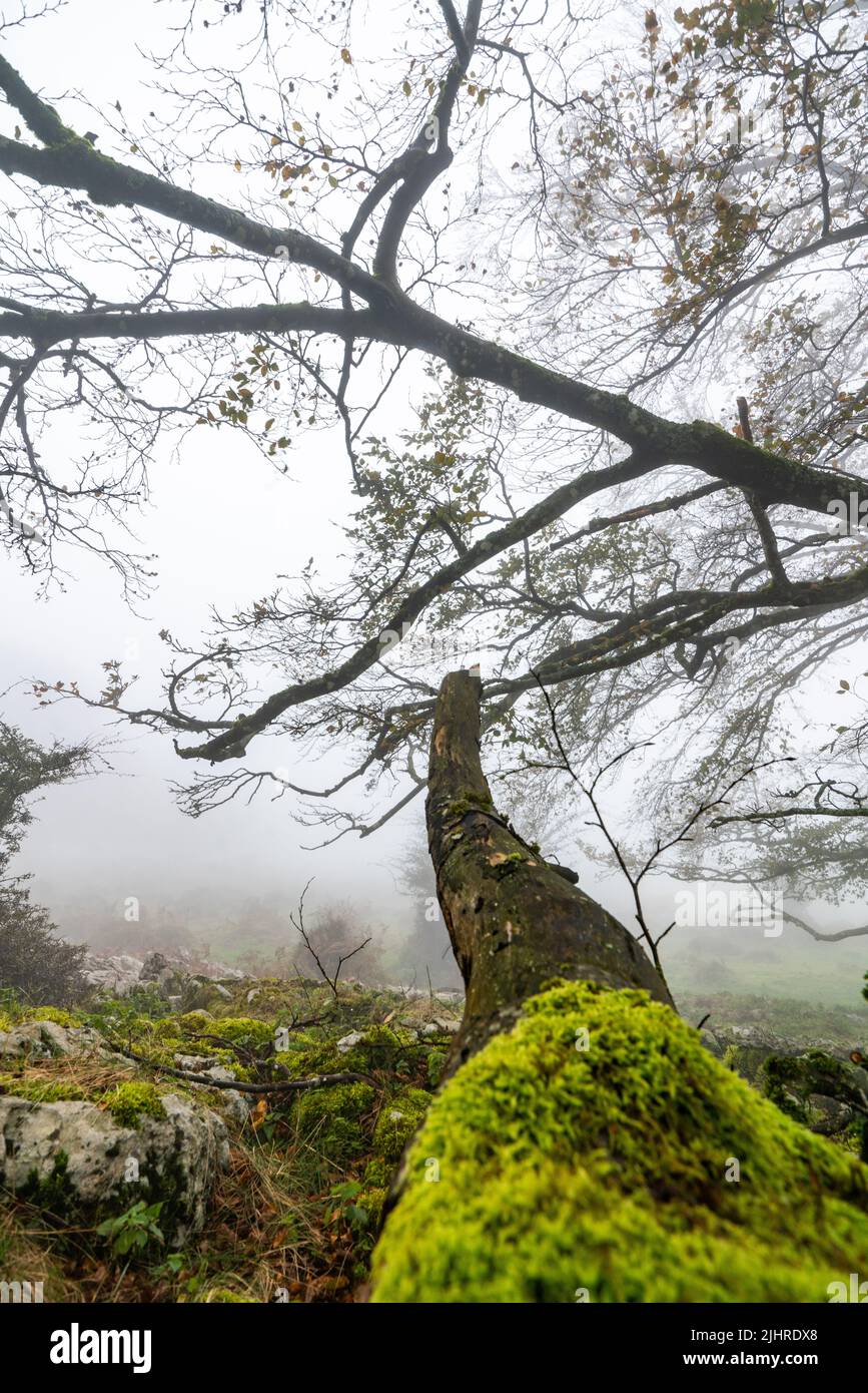 Colorful autumn in Otzarreta forest in Gorbea Natural Park, Spain Stock ...