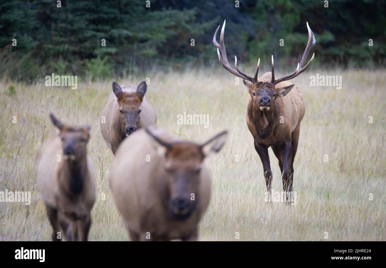 Bull elk following cow elk hi-res stock photography and images - Alamy