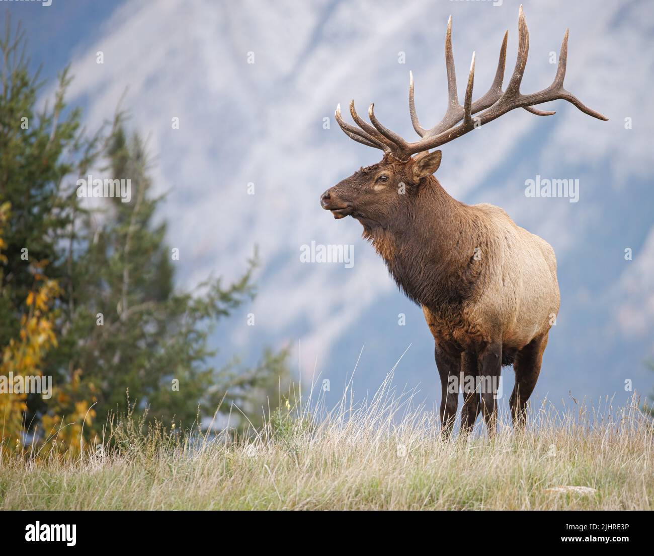 Side view of bull elk hi-res stock photography and images - Alamy