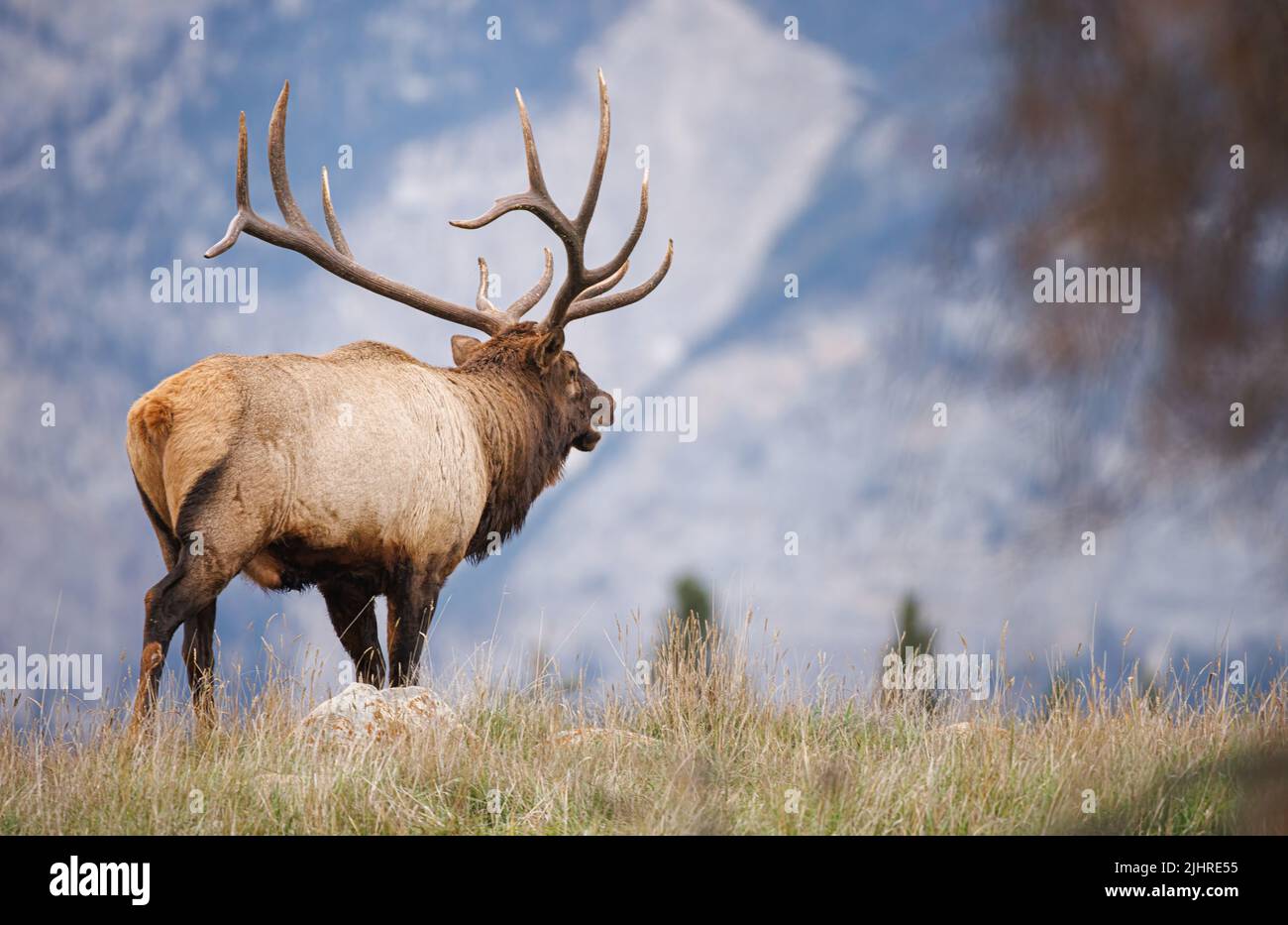 Rear view large bull elk hi-res stock photography and images - Alamy