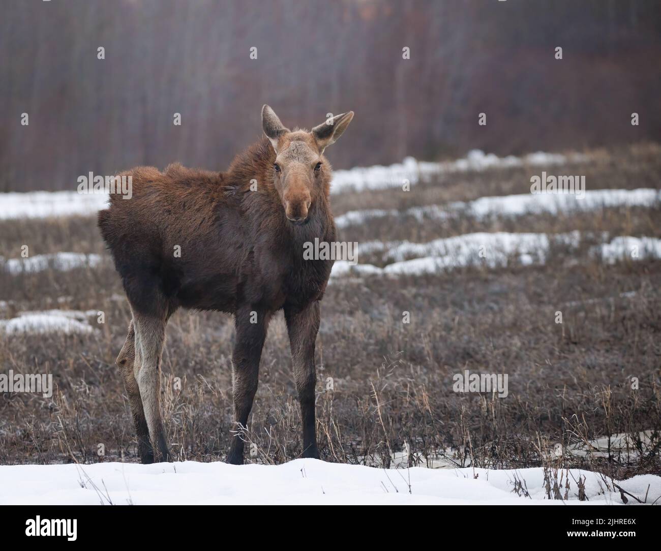 Lone moose calf hi-res stock photography and images - Alamy