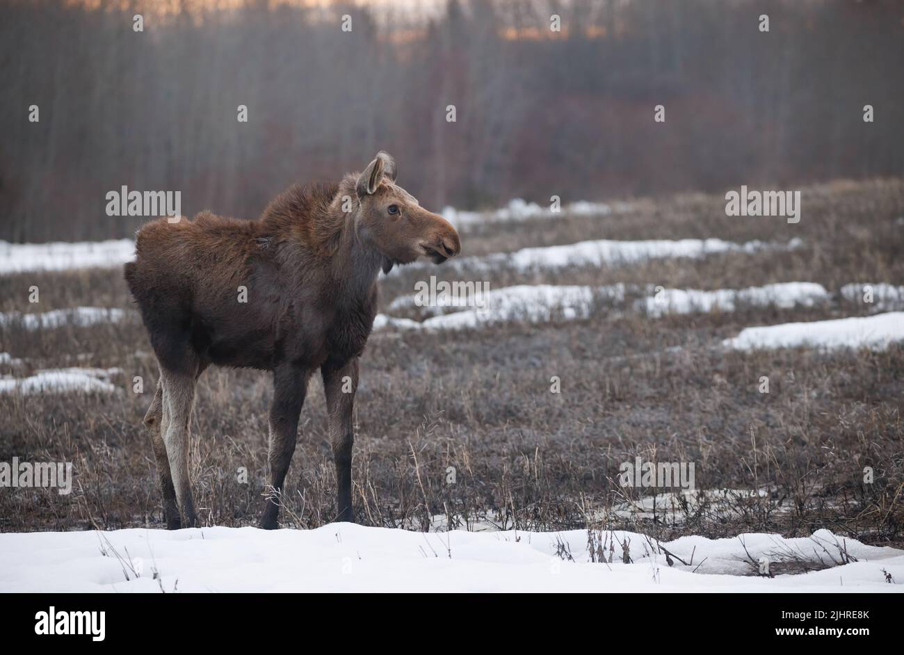 Moose calf in profile hi-res stock photography and images - Alamy