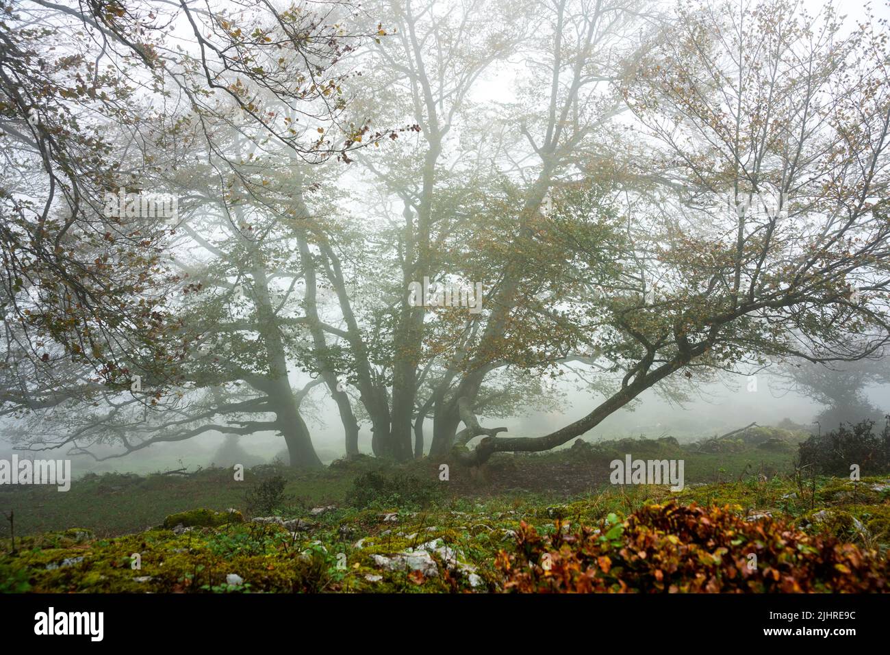 Gorbea national park hi-res stock photography and images - Alamy