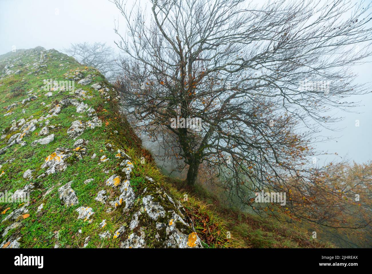 The mysterious Otzarreta forest. Gorbea Natural Park, Basque Country ...
