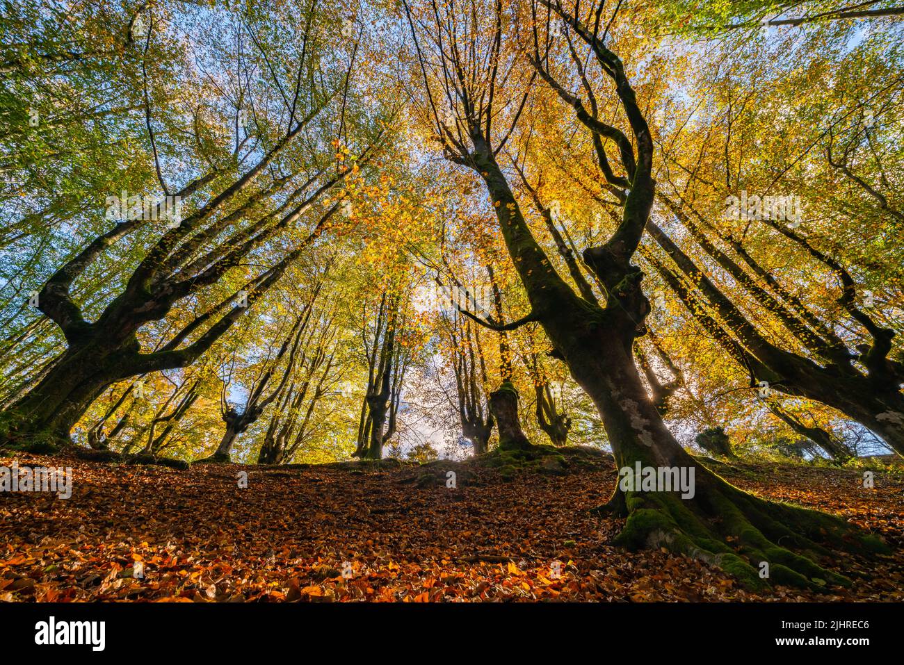 The falling leaves colors the autumn season in the forest. Otzarreta ...
