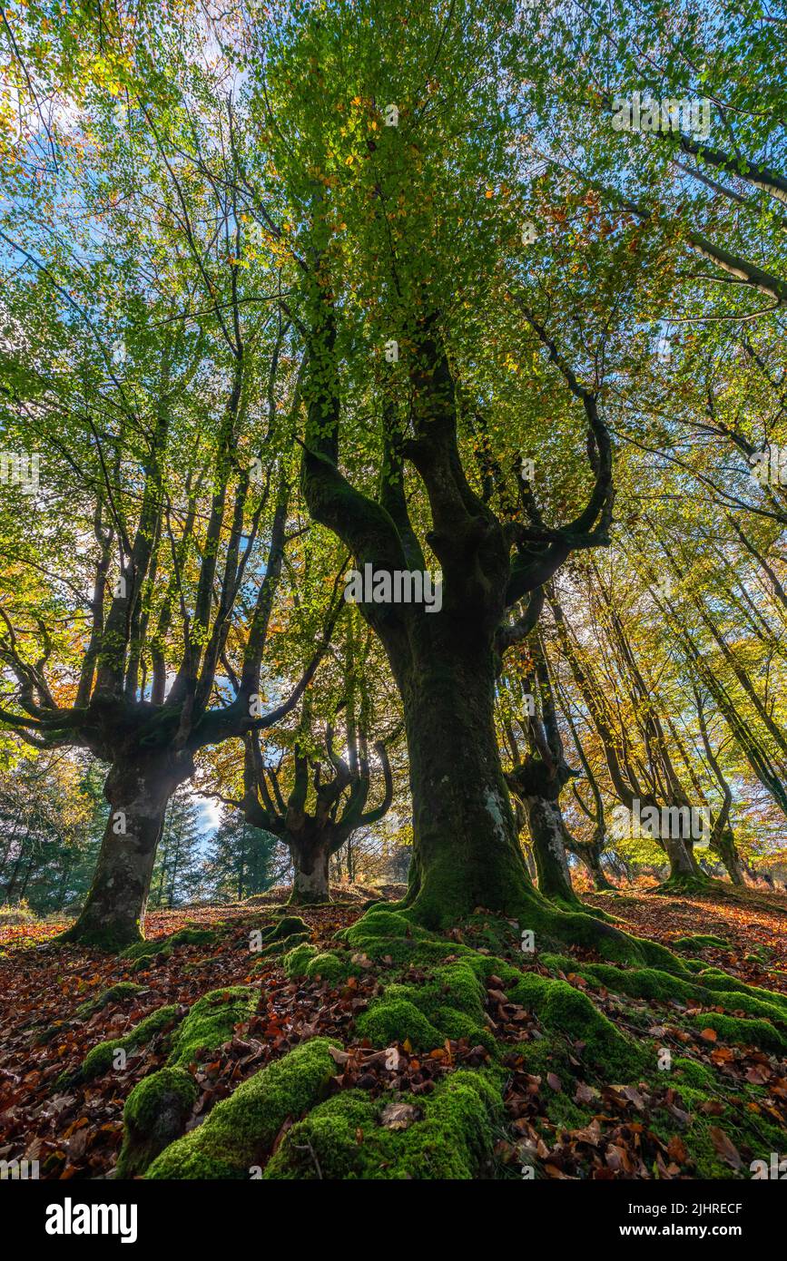 Mysterious Otzarreta forest. Gorbea natural park, Basque Country, Spain ...