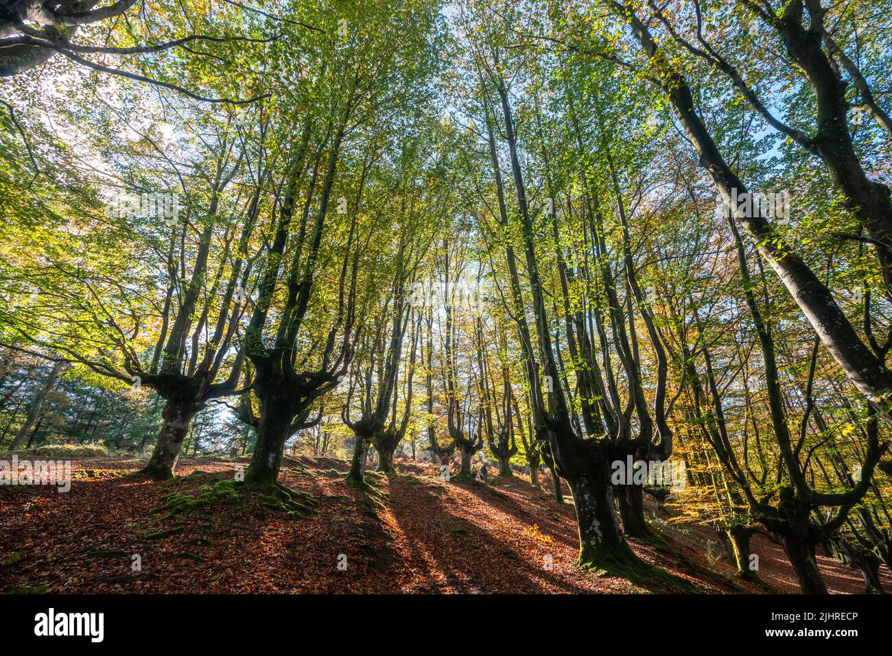 Mysterious Otzarreta forest. Gorbea natural park, Basque Country, Spain ...