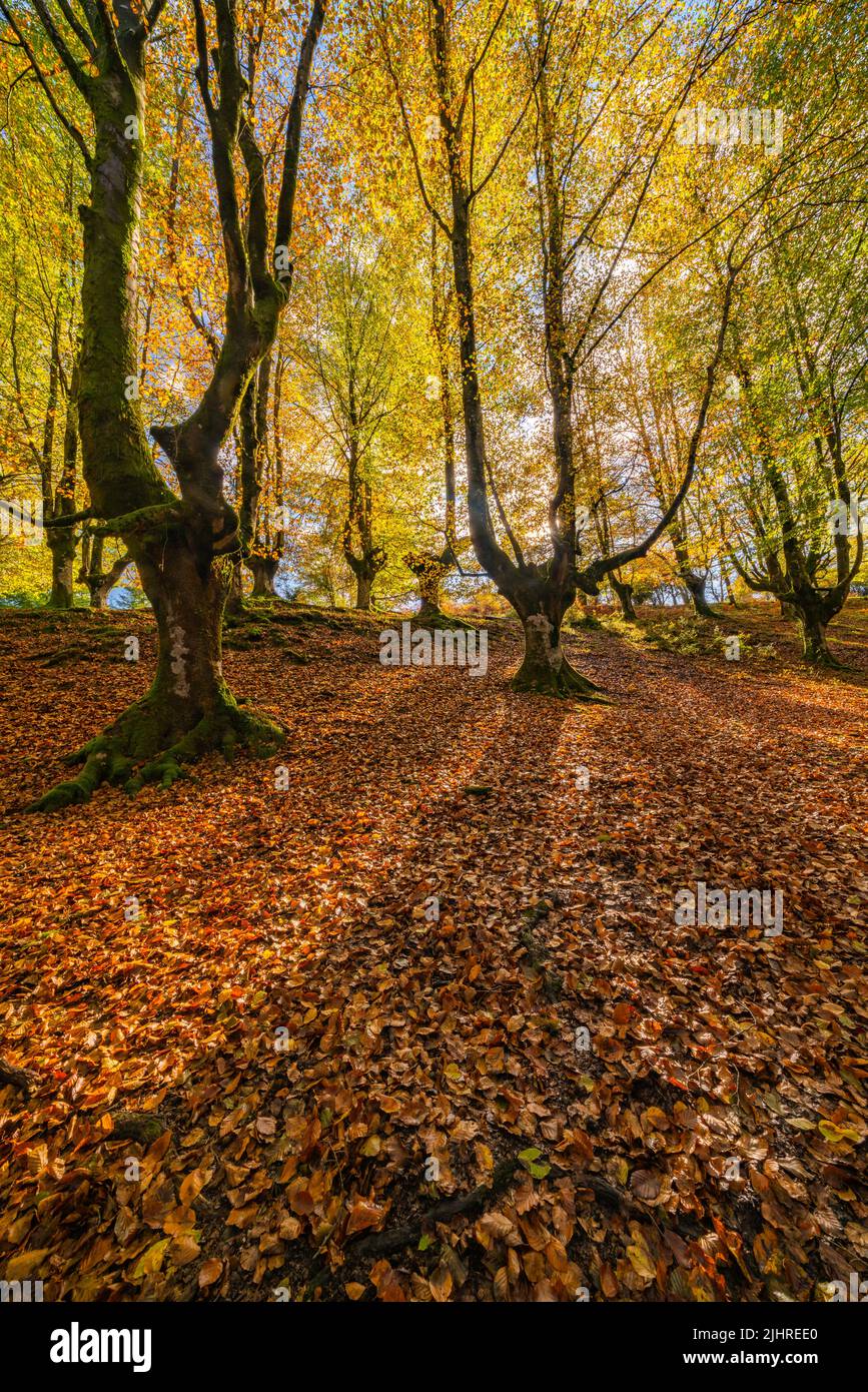 The falling leaves colors the autumn season in the forest. Otzarreta ...