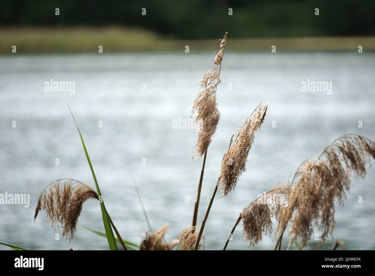 Reeds on water's edge Stock Photo - Alamy