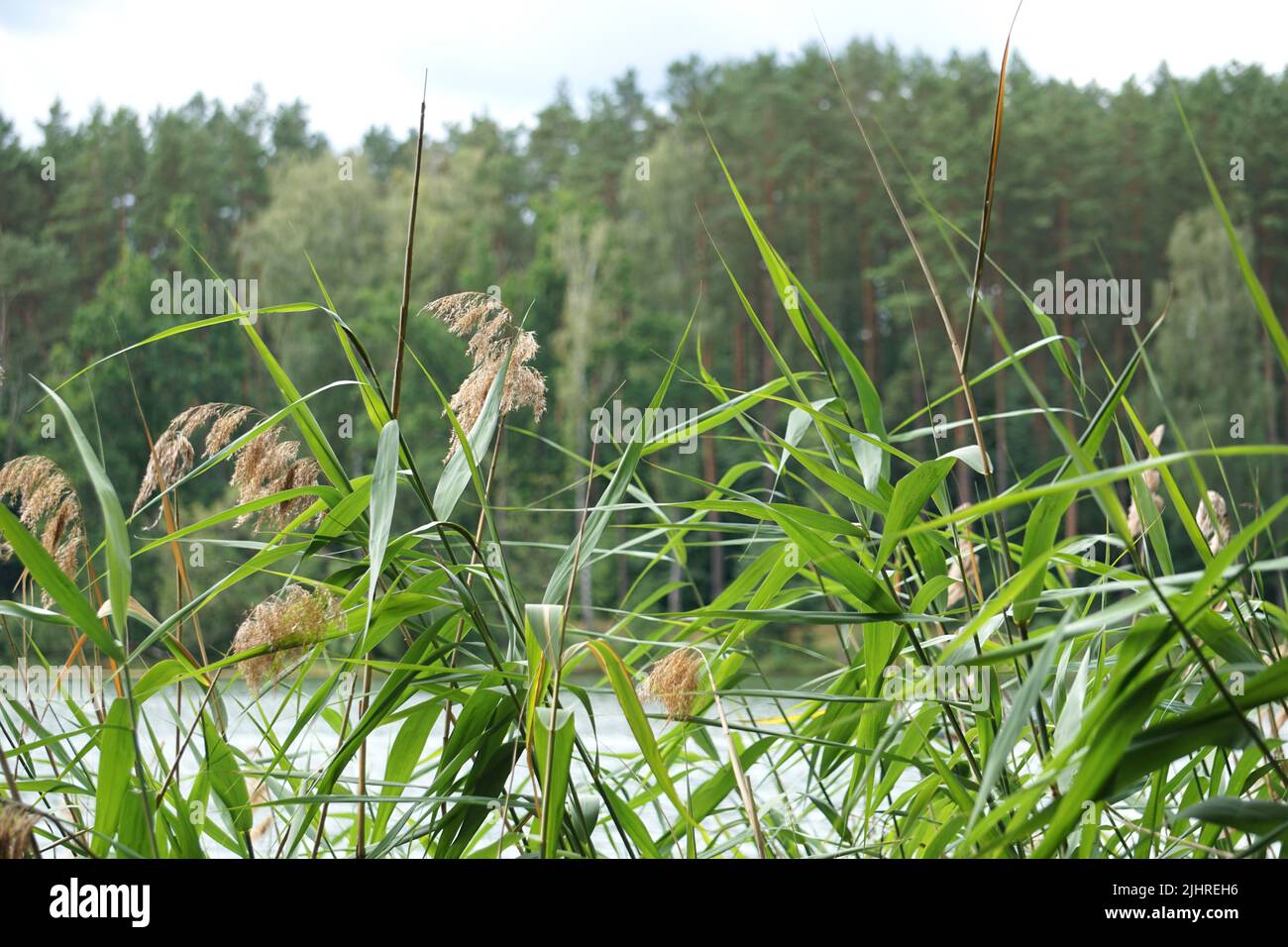 Reeds on water's edge Stock Photo - Alamy