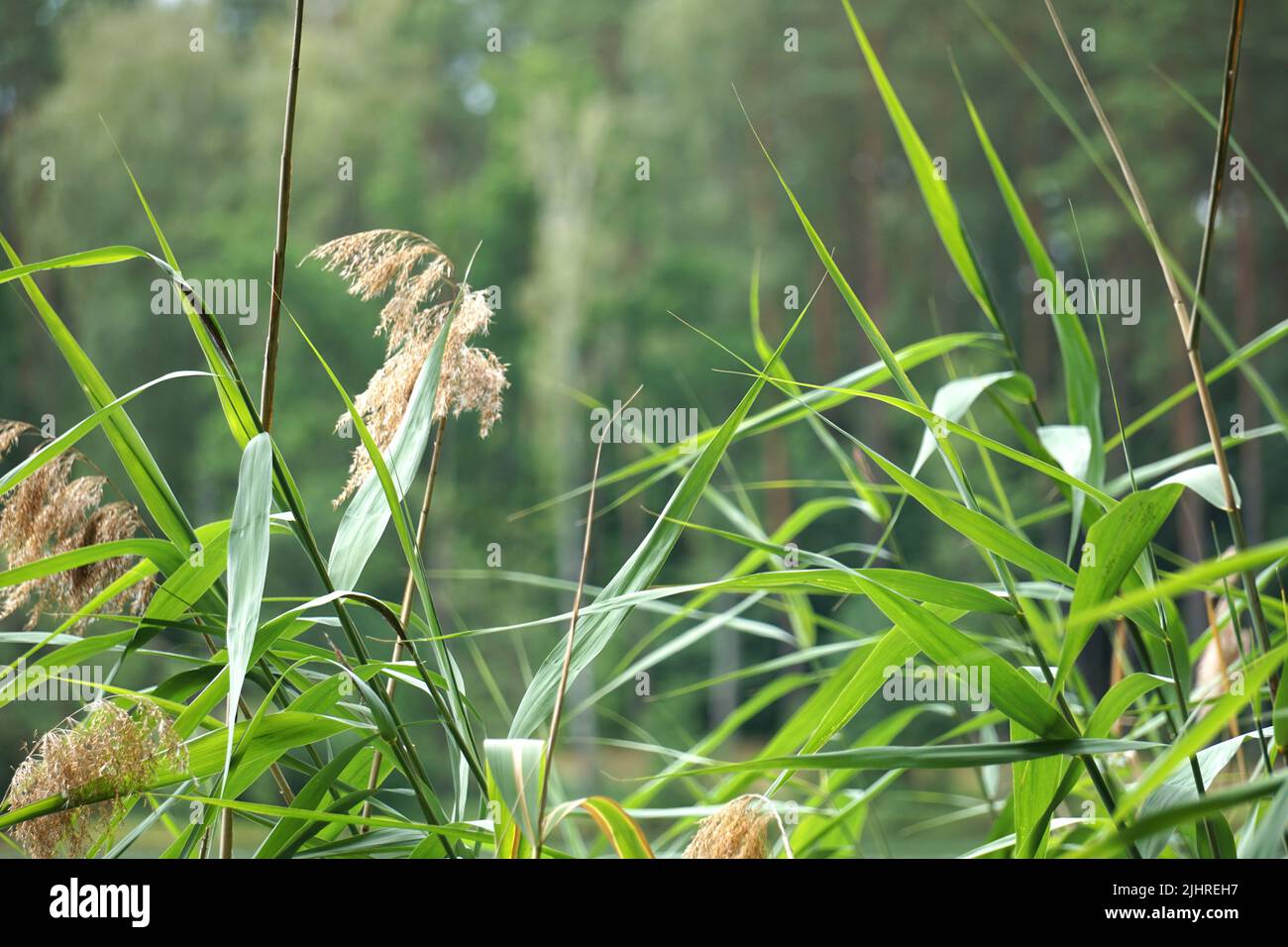Reeds on water's edge Stock Photo - Alamy