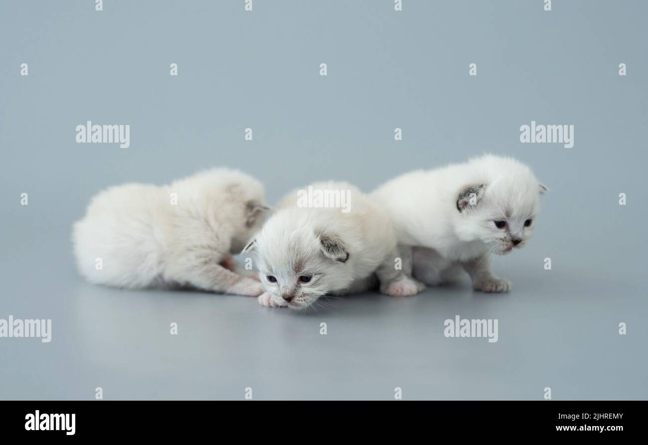 Three fluffy ragdoll kittens sitting together isolated on light blue ...