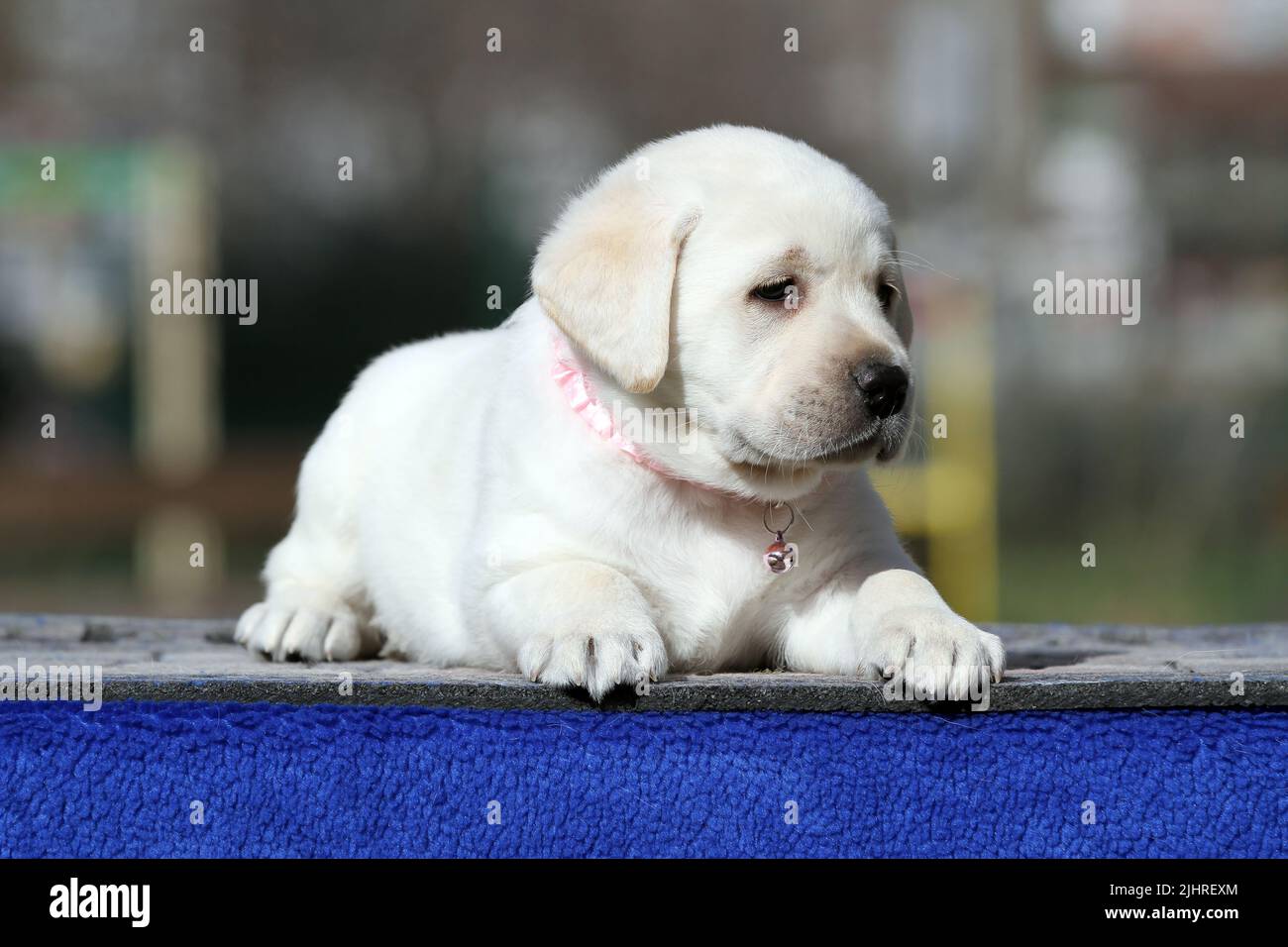 the yellow labrador puppy in summer close up portrait Stock Photo - Alamy
