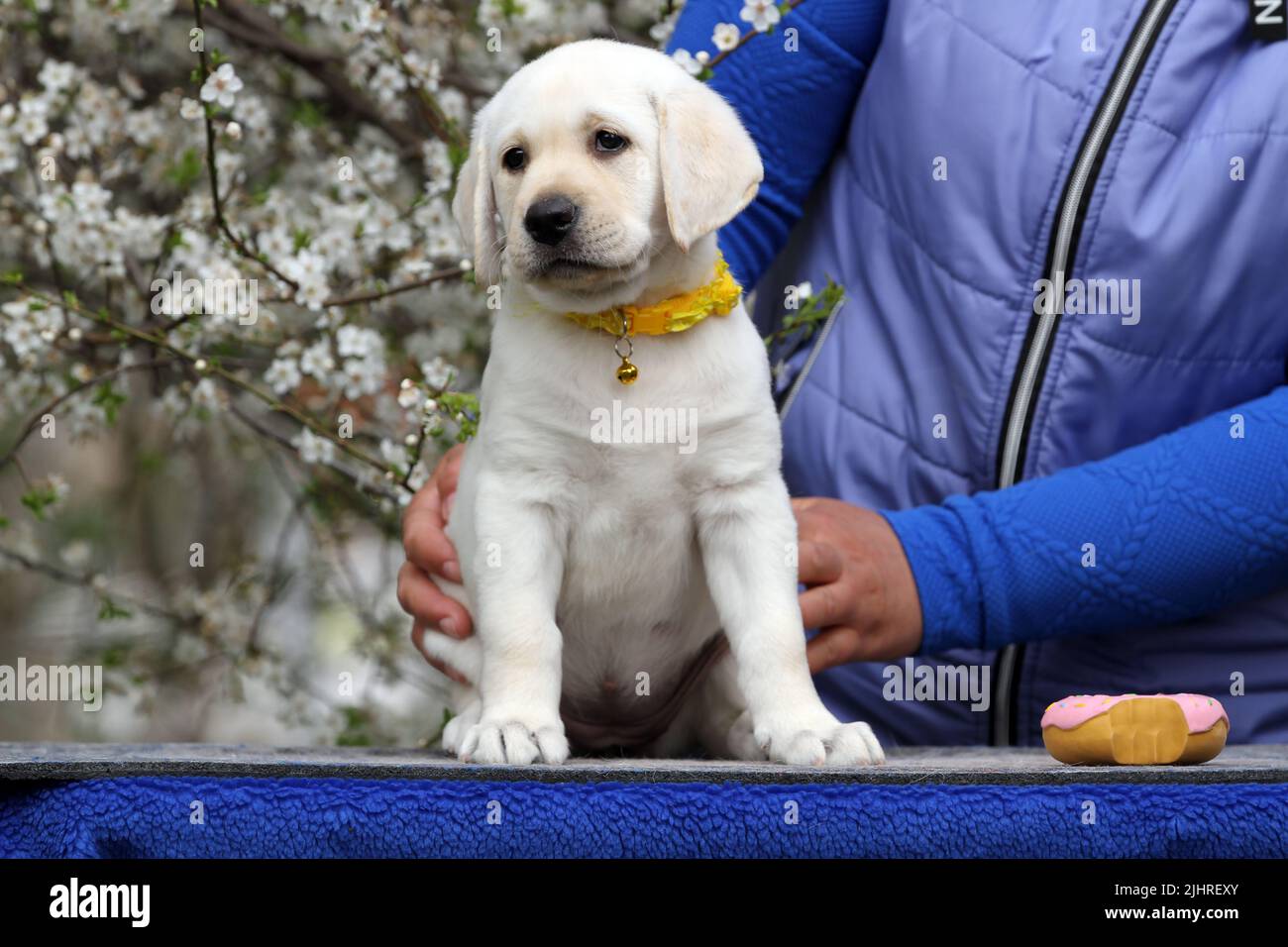 the nice yellow labrador puppy in summer close up portrait Stock Photo ...